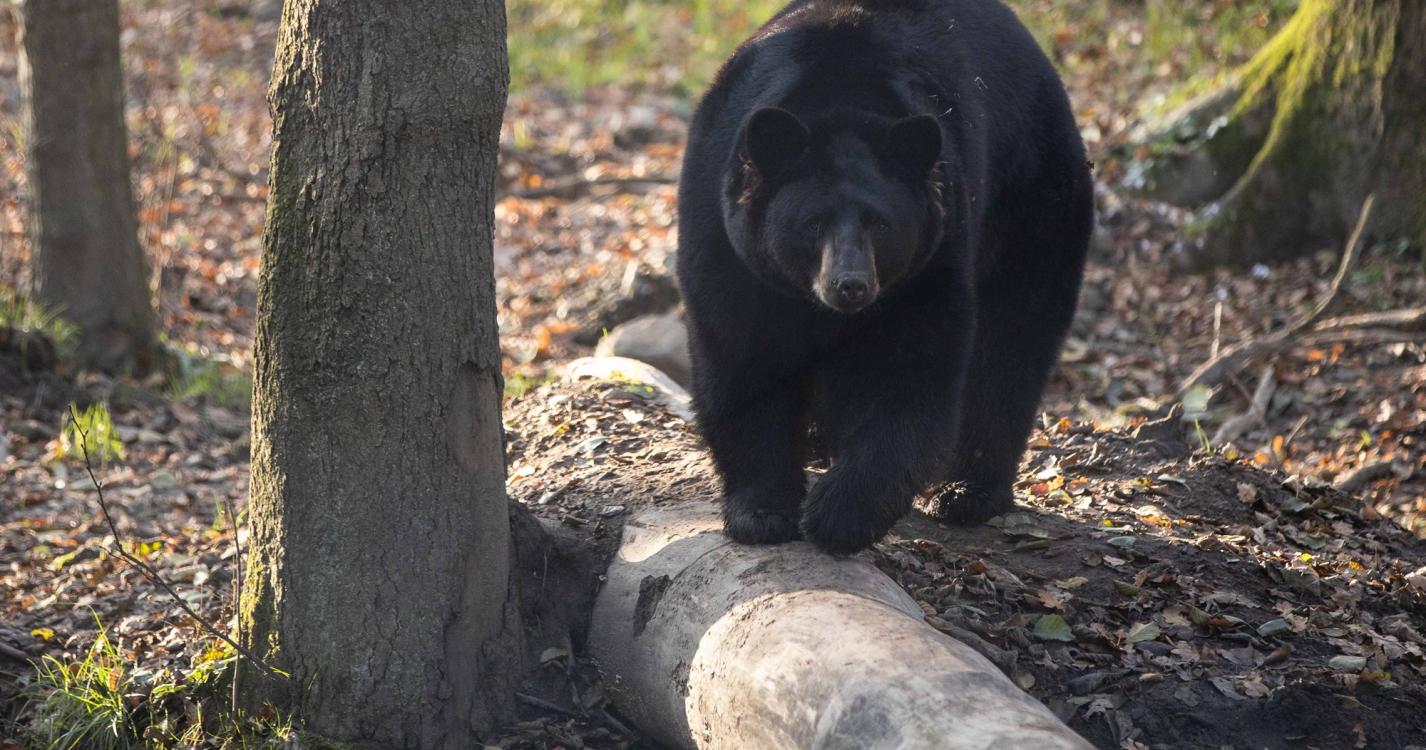 Forestia, a wildlife and adventure park in Liège province